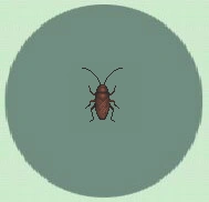 Cockroach | Animal Crossing Wiki | Fandom