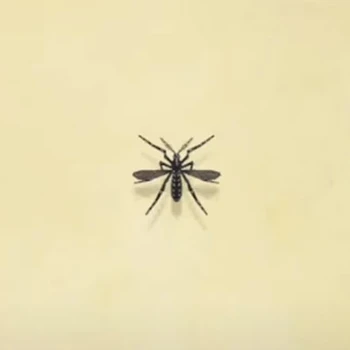Mosquito | Animal Crossing Wiki | Fandom