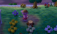 Special stump patterns | Animal Crossing Wiki | Fandom