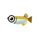 Killifish/Gallery | Animal Crossing Wiki | Fandom