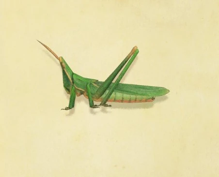 Long locust | Animal Crossing Wiki | Fandom