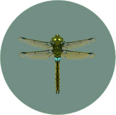 Darner dragonfly/Gallery | Animal Crossing Wiki | Fandom