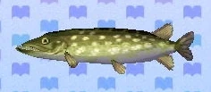 Pike | Animal Crossing Wiki | Fandom