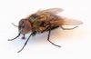 Fly | Animal Crossing Wiki | Fandom