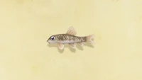 Nibble fish | Animal Crossing Wiki | Fandom
