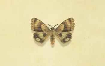 Moth | Animal Crossing Wiki | Fandom