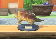 Snapping turtle model | Animal Crossing Wiki | Fandom