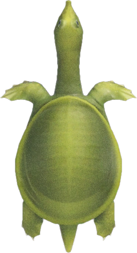Soft-shelled turtle | Animal Crossing Wiki | Fandom