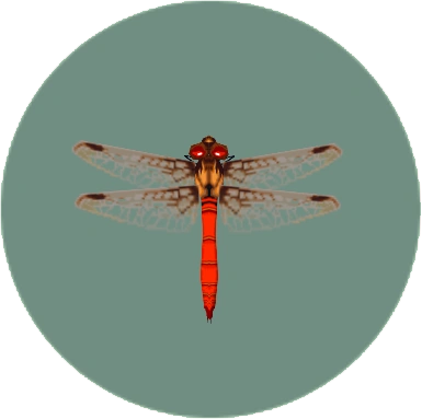 Red dragonfly/Gallery | Animal Crossing Wiki | Fandom