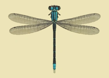 Purple Damselfly