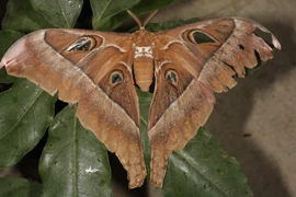 Oak silk moth | Animal Crossing Wiki | Fandom