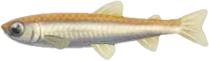 Pond smelt | Animal Crossing Wiki | Fandom