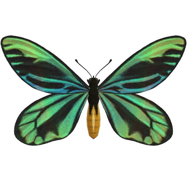 Queen Alexandra's birdwing | Animal Crossing Wiki | Fandom