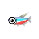 Neon Tetra - Animal Crossing: Pocket Camp Wiki
