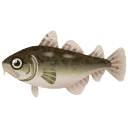 Pacific Cod - Animal Crossing: Pocket Camp Wiki