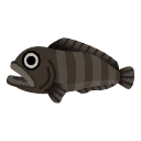 Bering Wolffish - Animal Crossing: Pocket Camp Wiki