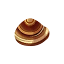 Clam - Animal Crossing: Pocket Camp Wiki