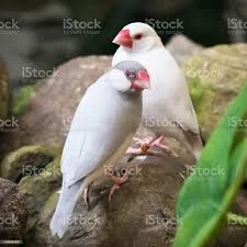 Gorrion de java domestico | Wiki Animales domesticados | Fandom