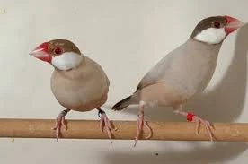 Gorrion de java domestico | Wiki Animales domesticados | Fandom