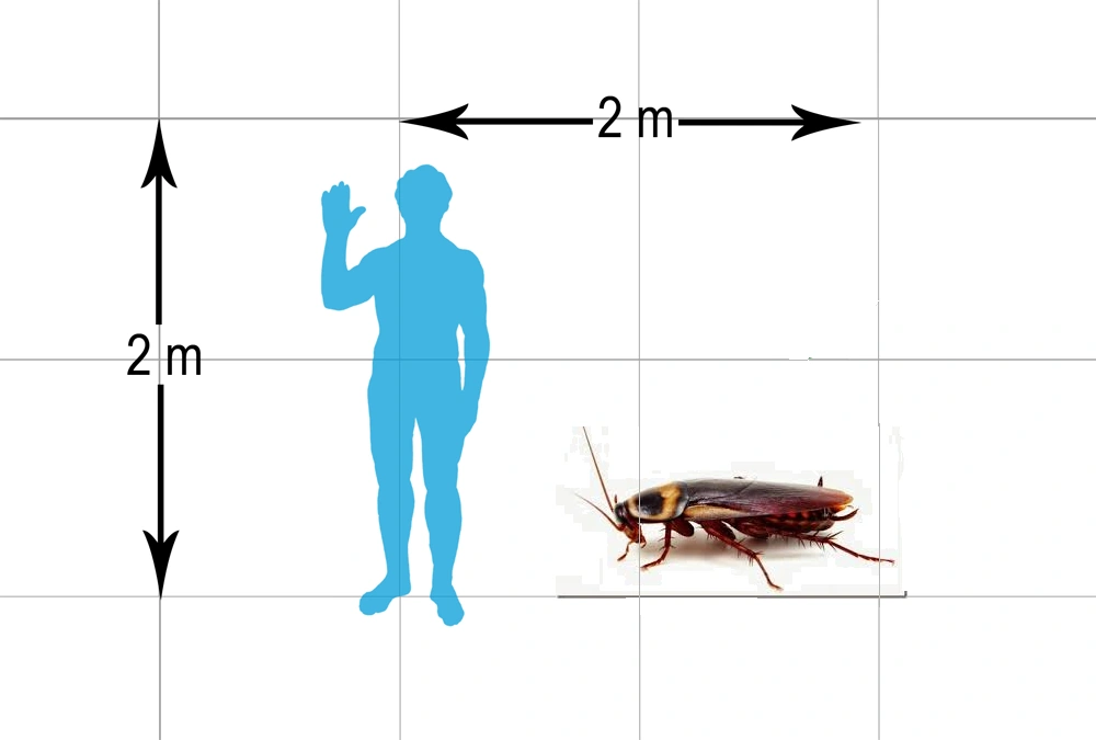 Categoría:Insectos | Wiki Animales futuros | Fandom