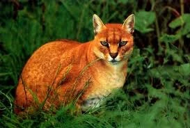 Gato dorado africano | Wikia Animales increíbles | Fandom