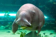 Dugongo | Wiki Animales peligro de extincion | Fandom