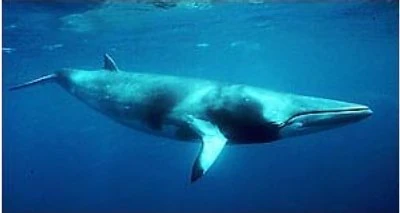 Ballena de Aleta | Wiki Animales peligro de extincion | Fandom