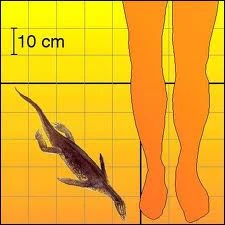 Lariosaurus | Wiki Animales Prehistoricos y Miticos | Fandom