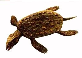 Placochelys | Wiki Animales Prehistoricos y Miticos | Fandom