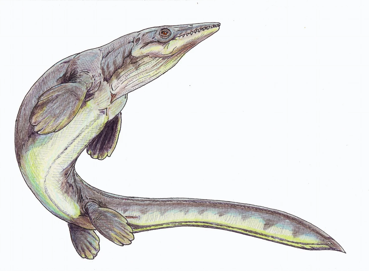 Platecarpus | Wiki Animales Prehistoricos y Miticos | Fandom