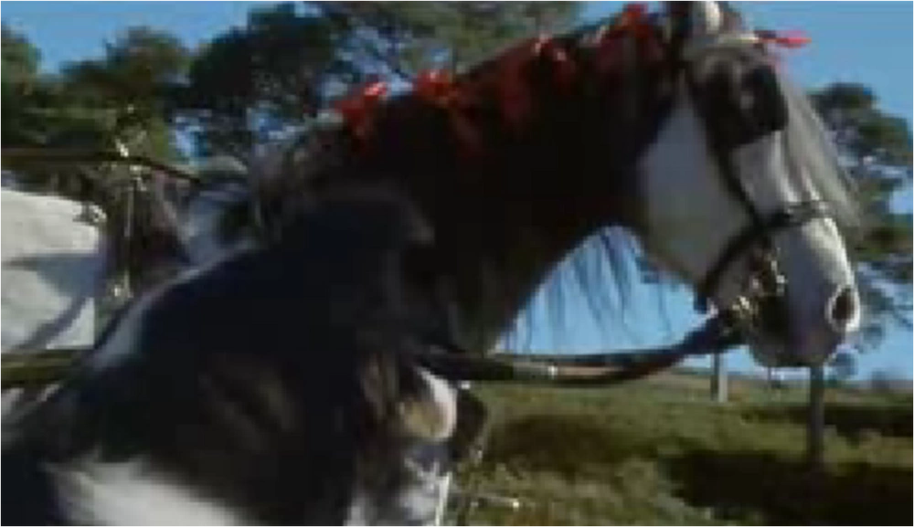 Mollie | Animal Farm Wiki | Fandom