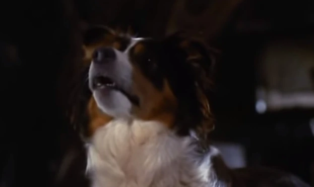 Category:Characters | Animal Farm Wiki | Fandom