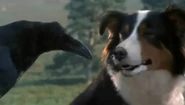 Moses | Animal Farm Wiki | Fandom