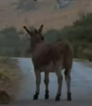 Benjamin | Animal Farm Wiki | Fandom