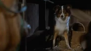 Jessie | Animal Farm Wiki | Fandom
