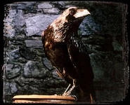 Moses | Animal Farm Wiki | Fandom