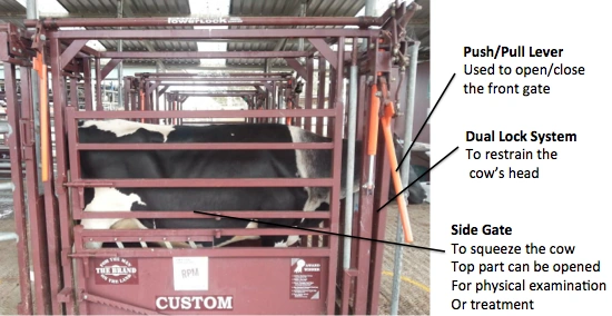 Restrain cattle | AnimalHandling101 Wiki | Fandom