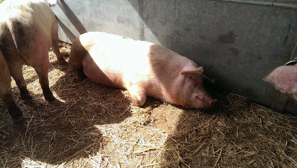 Category Pigs Animalhandling101 Wiki Fandom