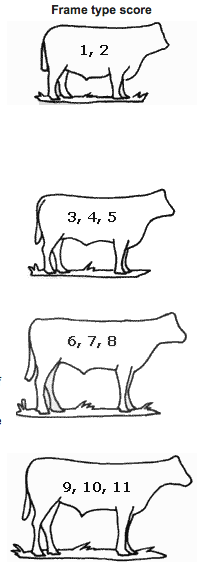 Examine cattle | AnimalHandling101 Wiki | Fandom