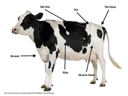 Examine cattle | AnimalHandling101 Wiki | Fandom