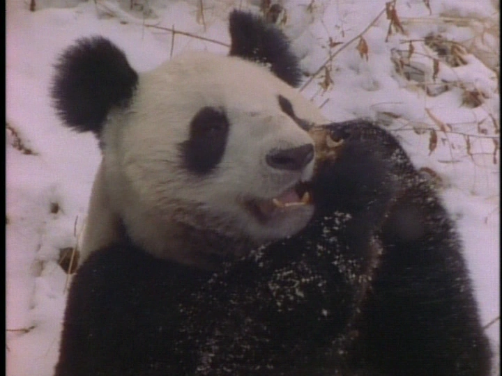 Giant panda | Animal Holiday Wiki | Fandom