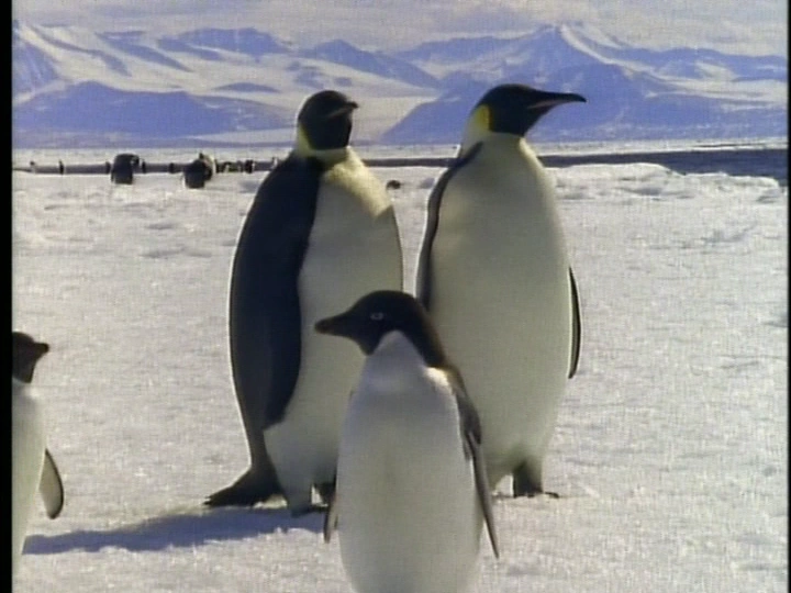 Category:Animals | Animal Holiday Wiki | Fandom