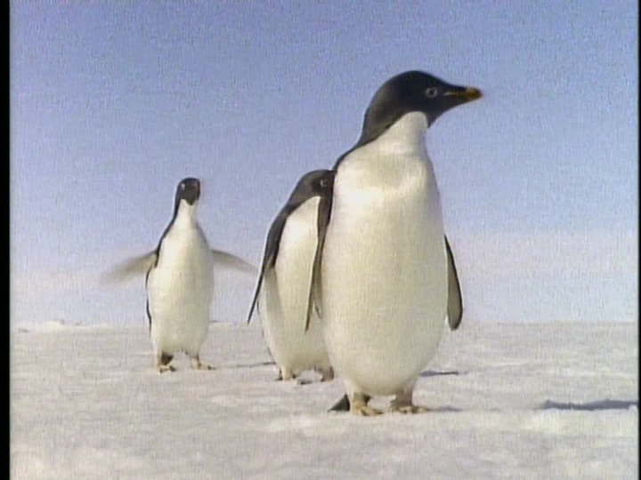 Jingle Bell Waddle | Animal Holiday Wiki | Fandom