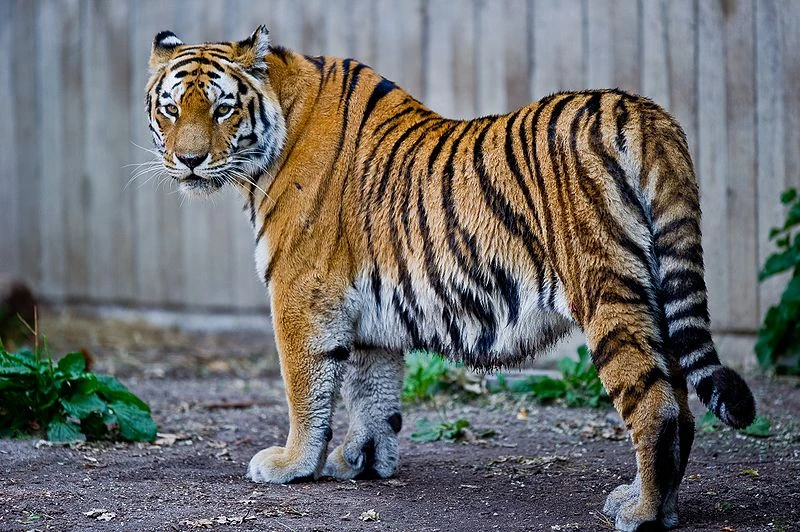 Tigre Siberiana | Animali Wiki | Fandom