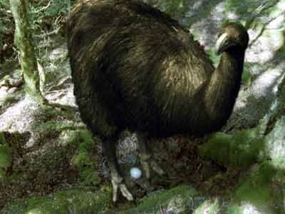 Moa | Animali Wiki | Fandom