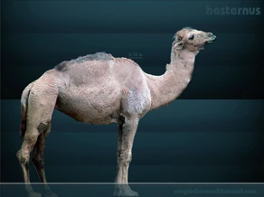 Camelops | Animali Wiki | Fandom