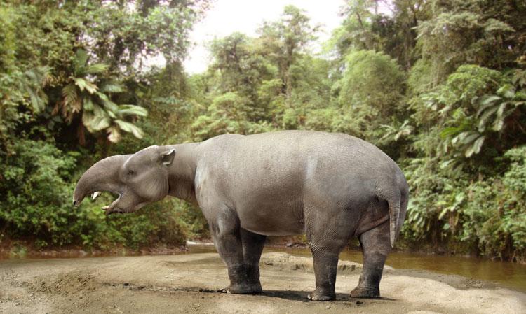 Pyrotherium | Animali Wiki | Fandom