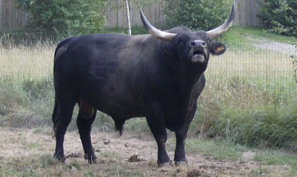 Uro | Animali Wiki | Fandom