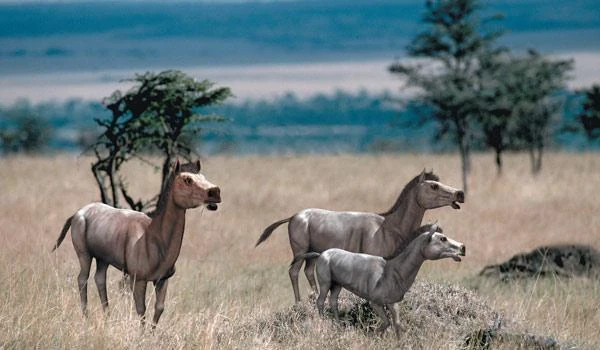 Hipparion | Animali Wiki | Fandom