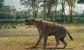 Pachycrocuta | Animali Wiki | Fandom